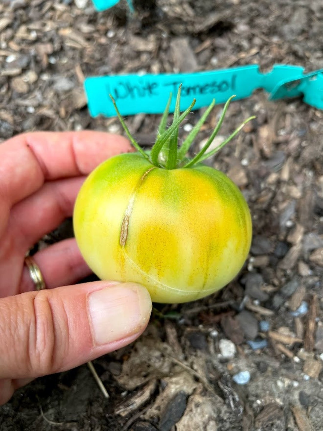 White Tomesol Heirloom Tomato Seeds - Etsy