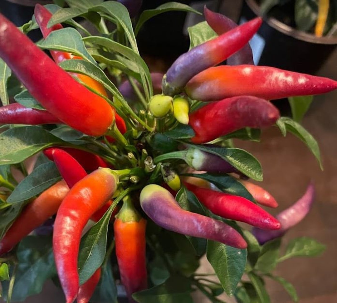 Masquerade Pepper Seeds - Etsy