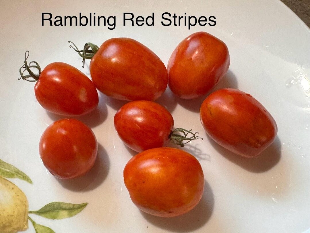 Rambling Red Stripe Tomato Seeds - Etsy