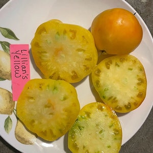 Lilian's Yellow Heirloom Tomato Seeds - Etsy