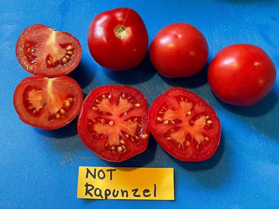 Not Rapunzel Tomato Seeds - Etsy