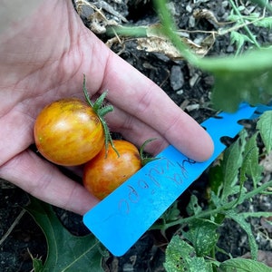 Papa Kalopa Tomato Seeds - Etsy