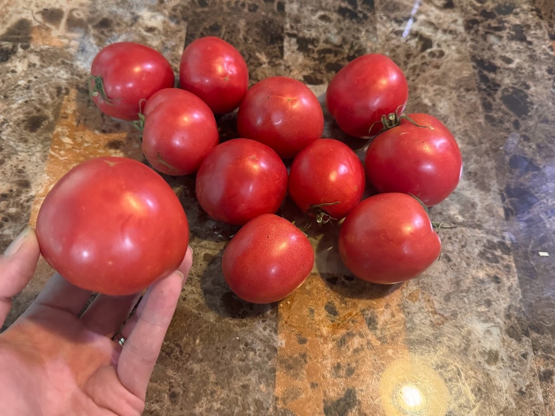 Raspberry Lyanna Tomato Seeds - Etsy