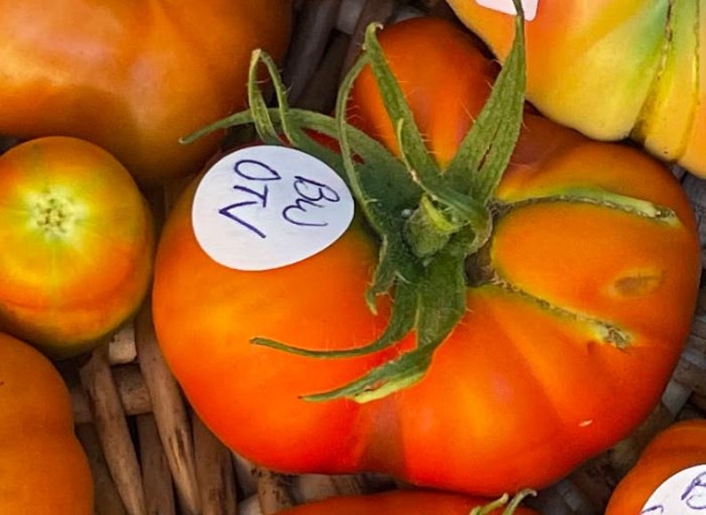 Brandywine OTV Heirloom Tomato Seeds - Etsy