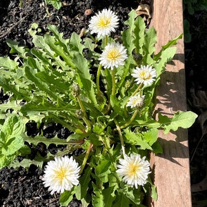 Japanese White Dandelion Seeds - Etsy
