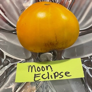 Moon Eclipse AKA Lunar Eclipse Tomato Seeds RARE - Etsy