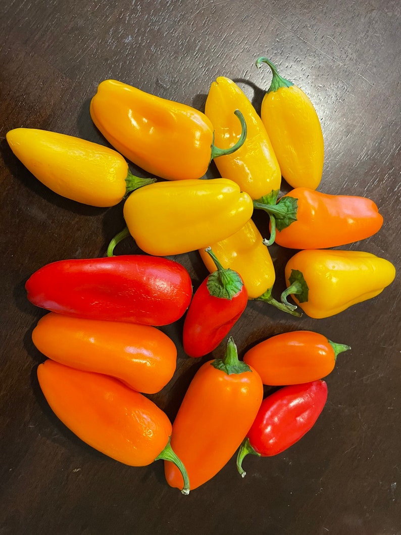 Lunchbox Pepper Mix Seeds - Etsy