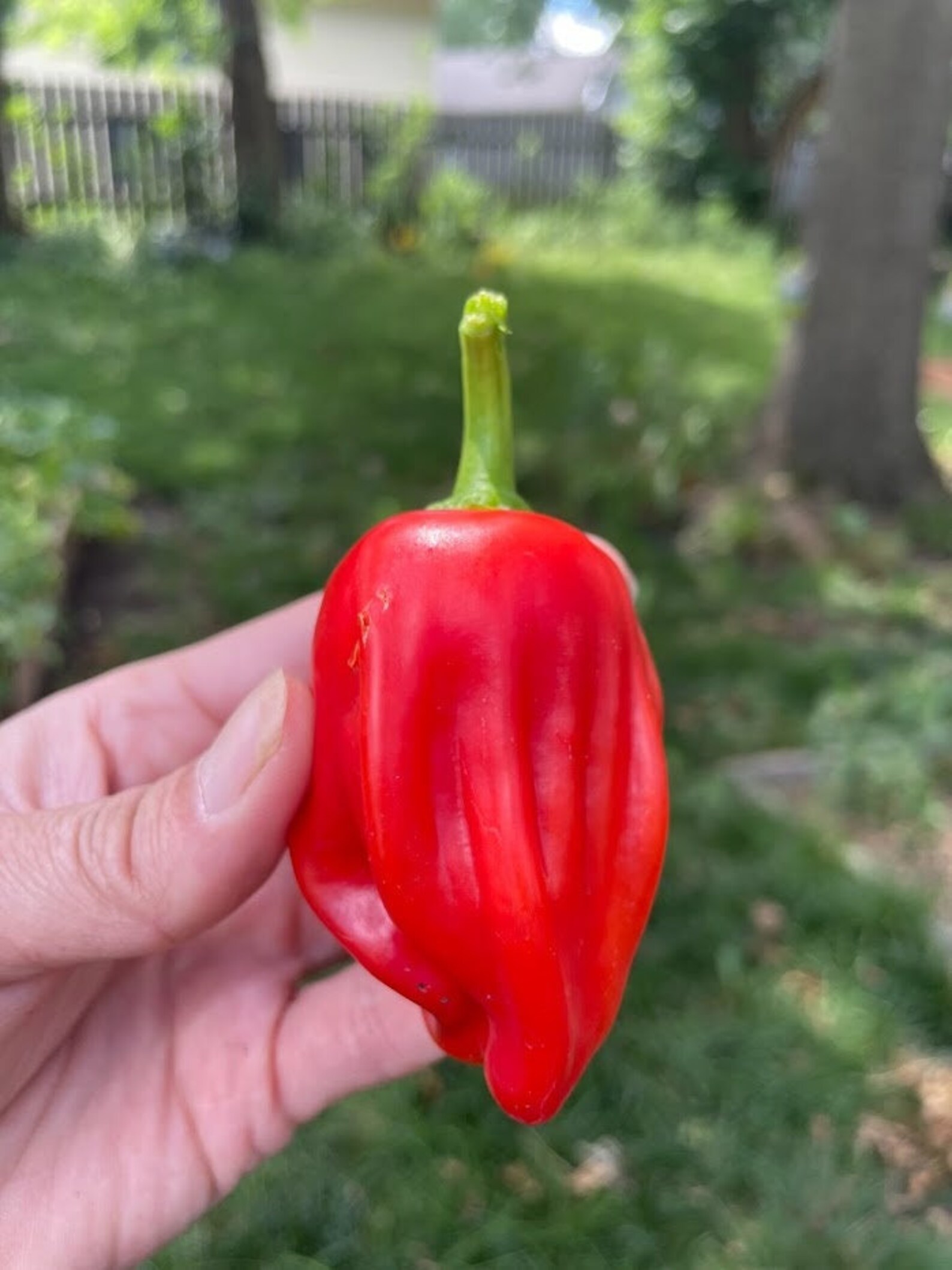 Criolla De Cocina Sweet Pepper Seeds - Etsy