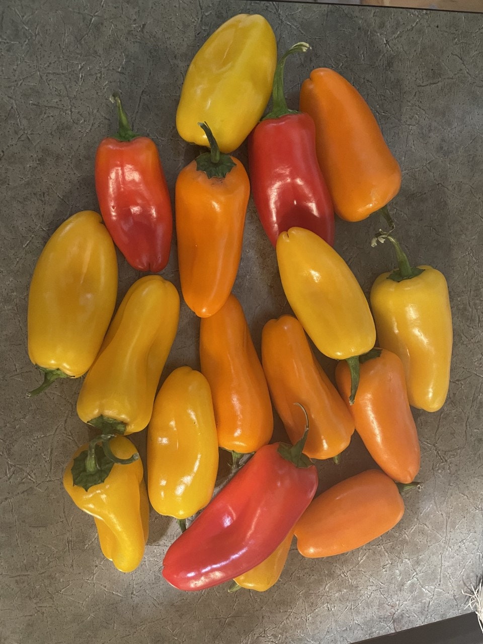 YELLOW ONLY Lunchbox Sweet Pepper Seeds - Etsy