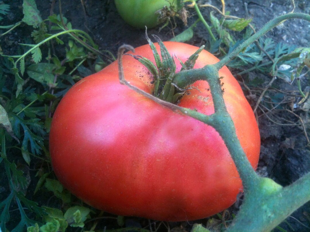 Coure De Toro Tomato Seeds - Etsy