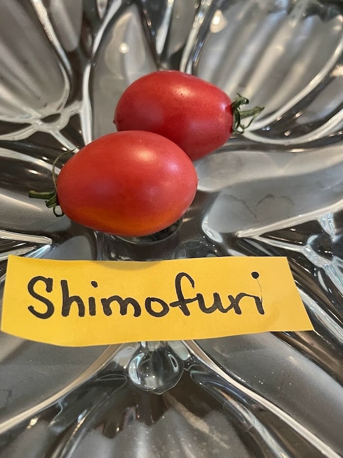Shimofuri VARIEGATED Tomato Seeds - Etsy