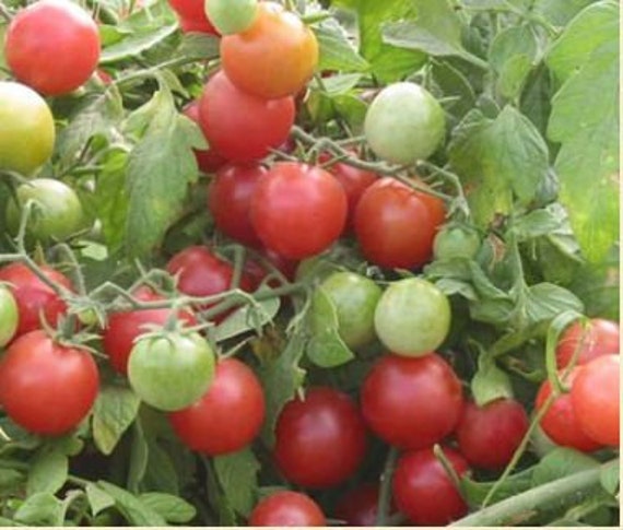 Rose Quartz Multiflora Tomato Seeds - Etsy