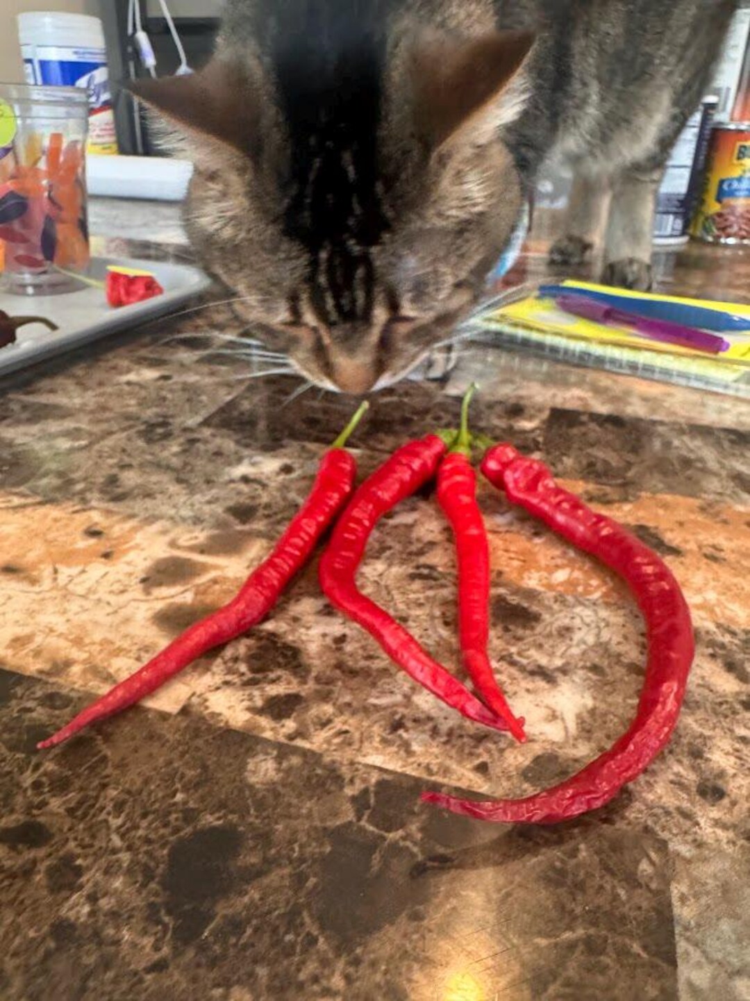 Aci Sirvi Pepper Seeds - Etsy