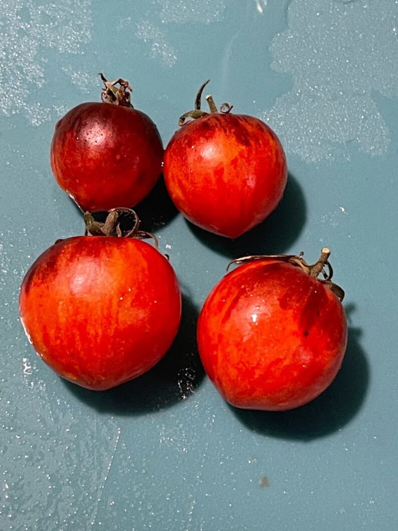 Papa Kalopa Tomato Seeds - Etsy