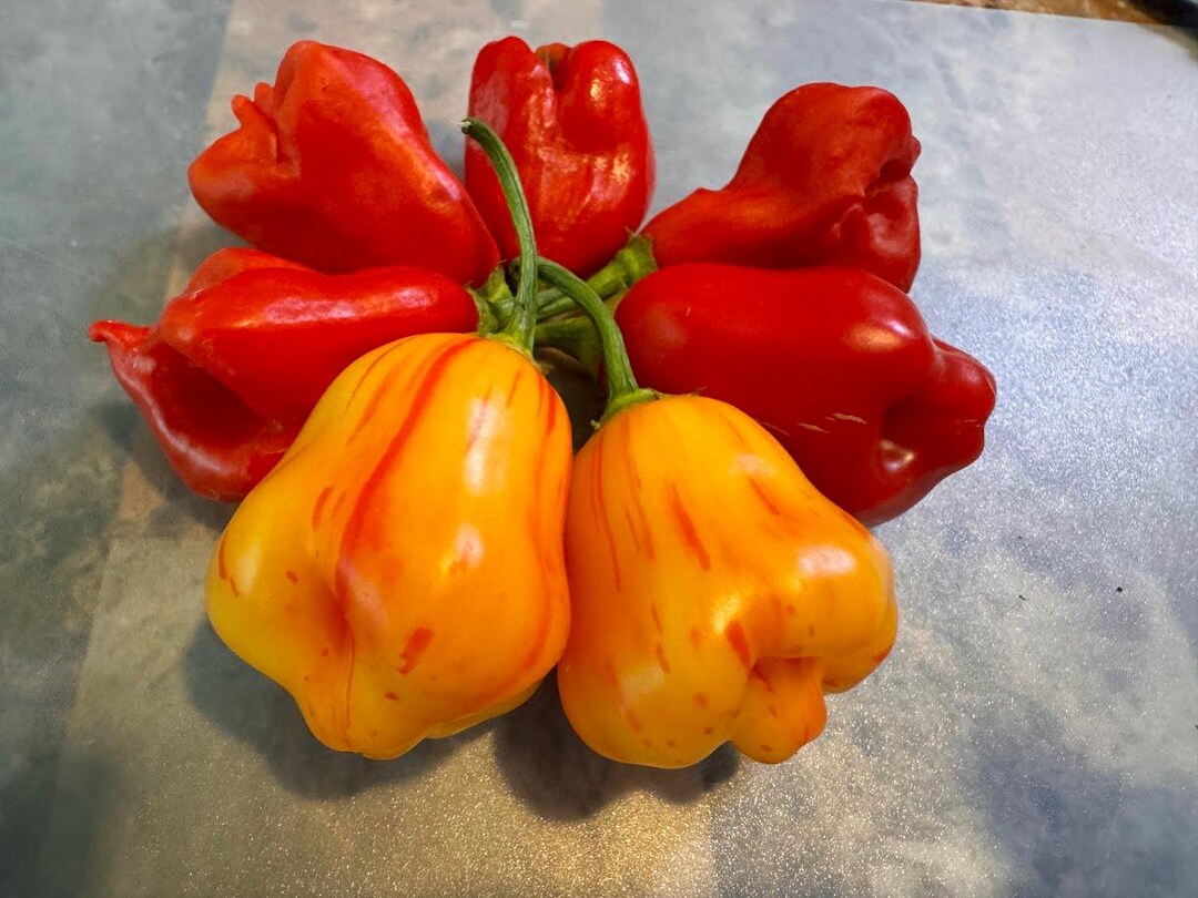 Zebrange Pepper Seeds - Etsy