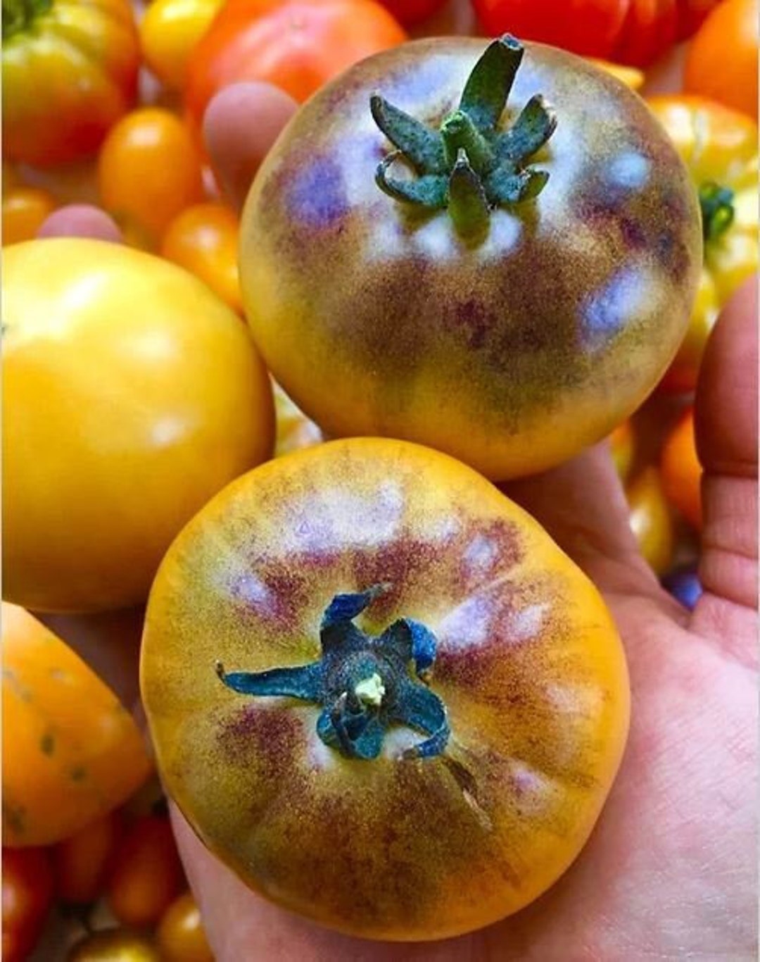 Sun Blue Tomato Seeds - Etsy
