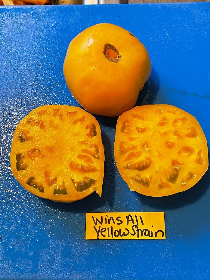 Winsall Yellow Strain Tomato Seeds - Etsy
