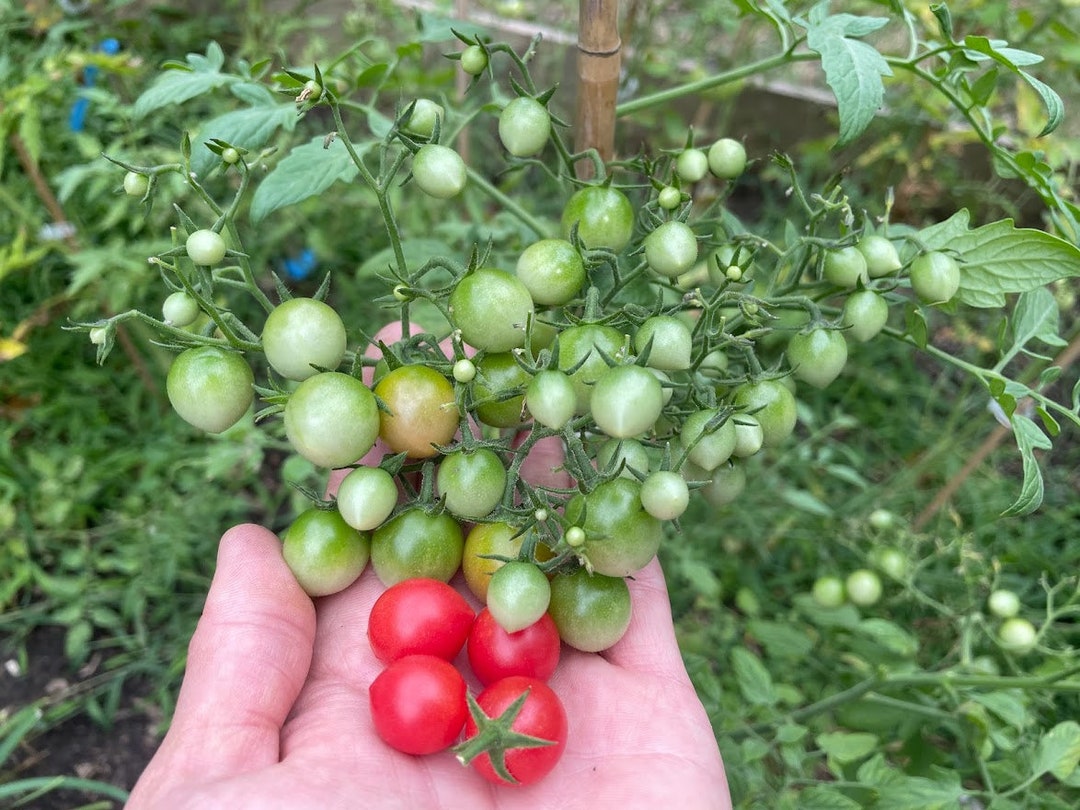 Myriam Multiflora Cherry Tomato Seeds - Etsy