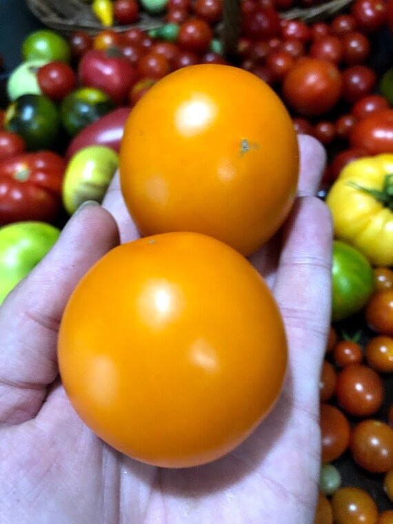 Golden Jubilee Tomato Seeds | Etsy