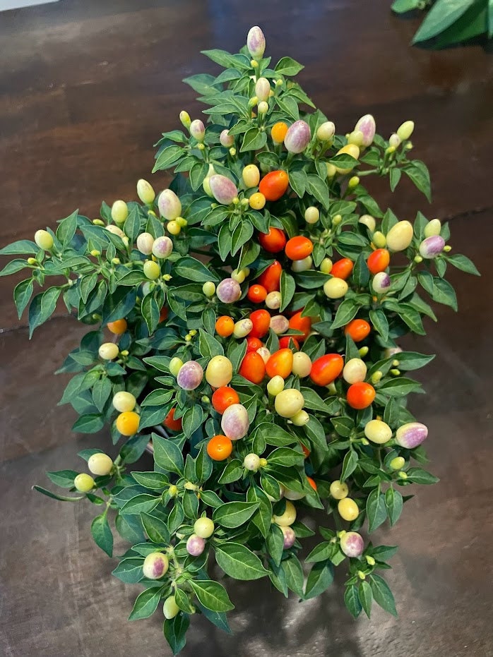 Hot Pops Yellow Pepper Seeds Etsy
