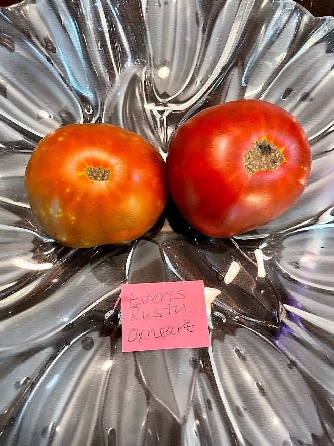 Everett's Rusty Oxheart Tomato Seeds - Etsy