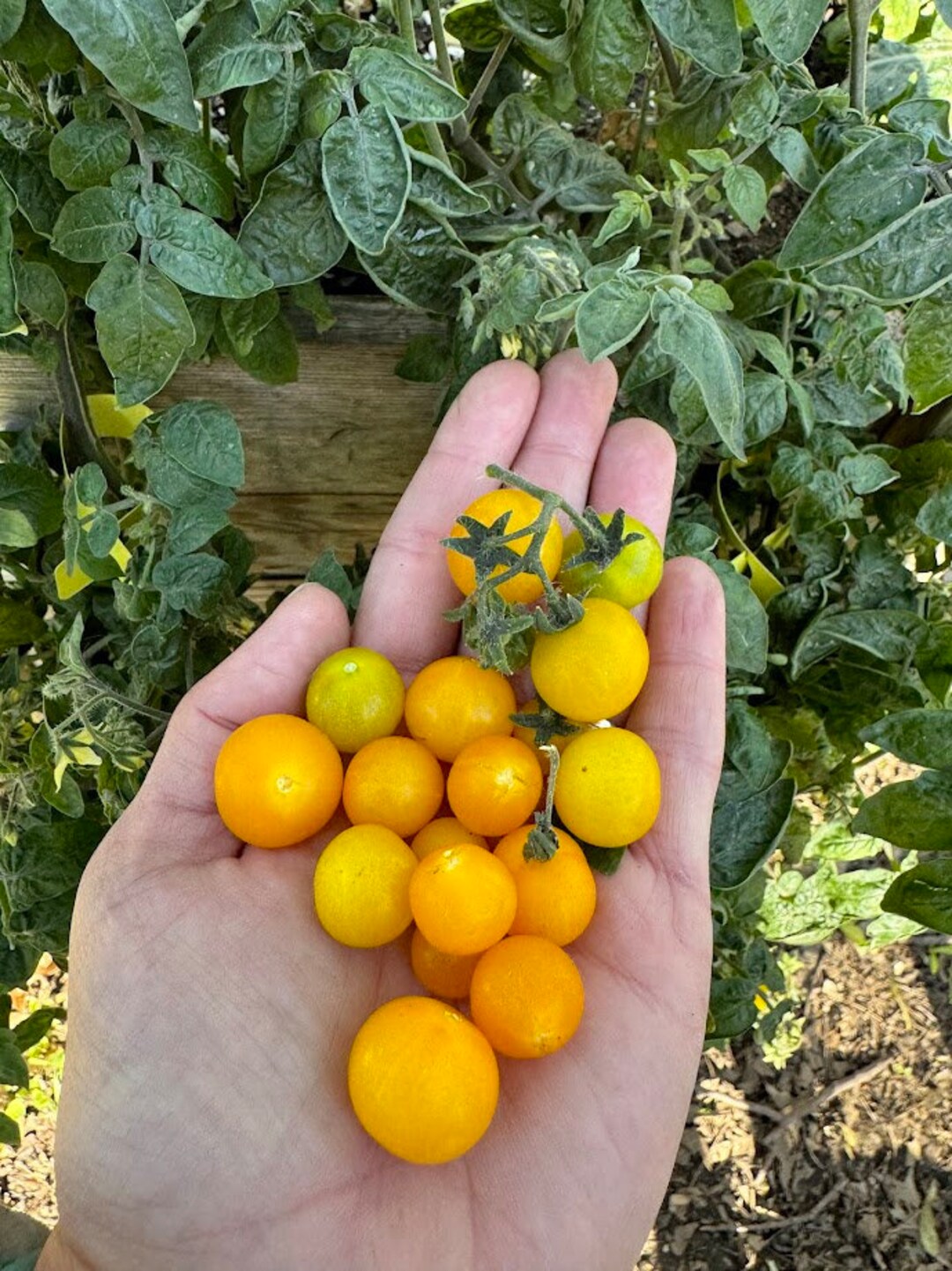 Gold Pearl Micro Tomato Seeds - Etsy