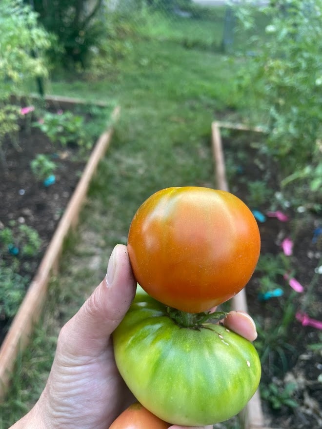 Trophy Tomato Seeds Rare - Etsy