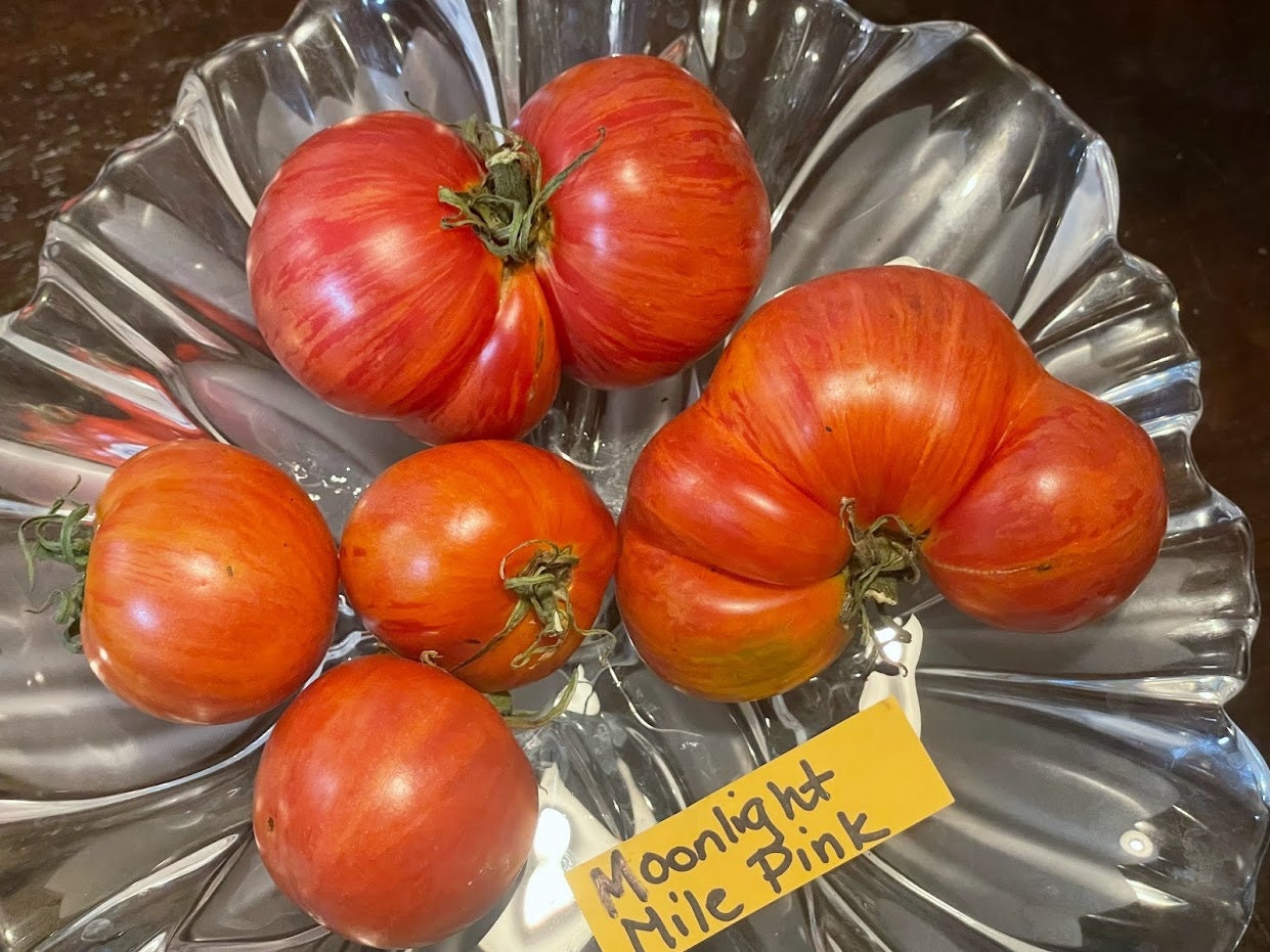 Moonlight Mile Pink Variegated Tomato Seeds RARE - Etsy