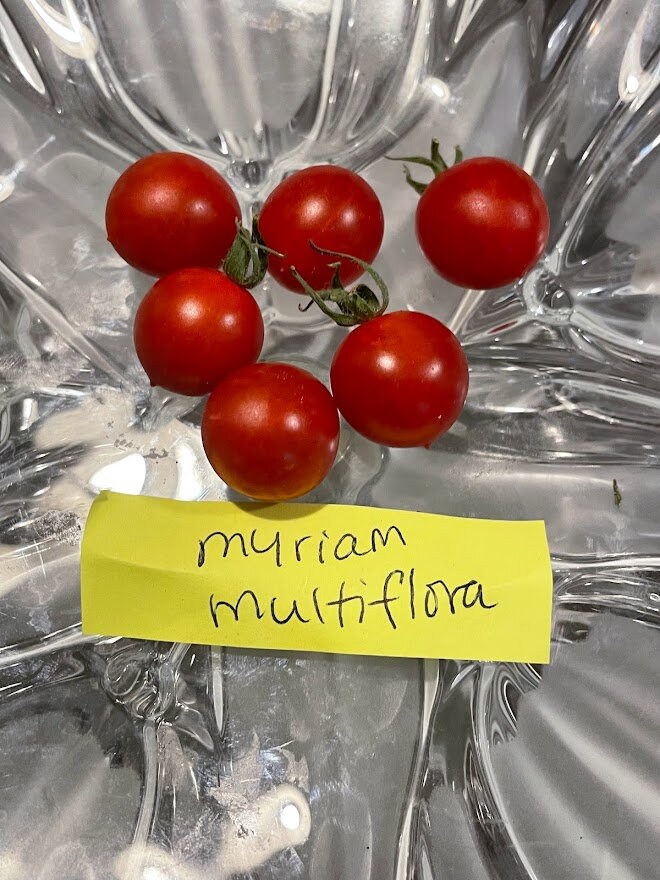 Myriam Multiflora Cherry Tomato Seeds - Etsy