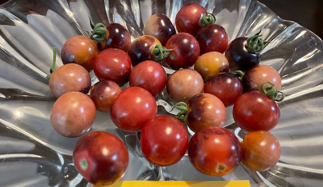 Osu Blue Tomato Seeds RARE - Etsy