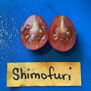 Shimofuri VARIEGATED Tomato Seeds - Etsy