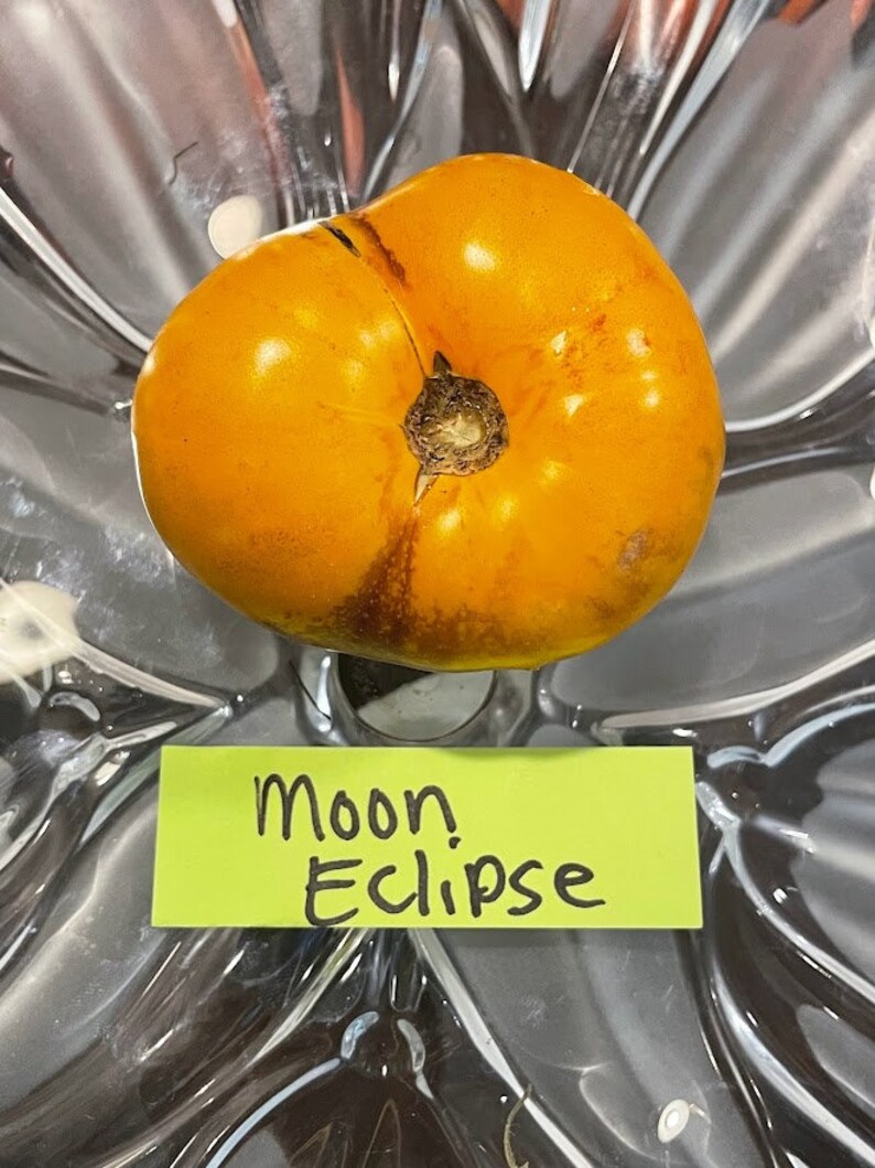 Moon Eclipse AKA Lunar Eclipse Tomato Seeds RARE - Etsy