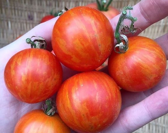 Tigerella Heirloom Tomato Seeds - Etsy