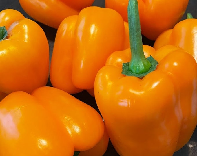 Large Sweet Orange Bell Pepper Seeds - Etsy