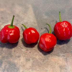 Malawi Piquante Peppadew Pepper Seeds - Etsy
