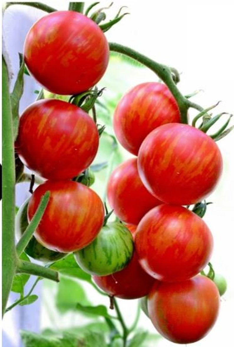 Tigerella Heirloom Tomato Seeds - Etsy