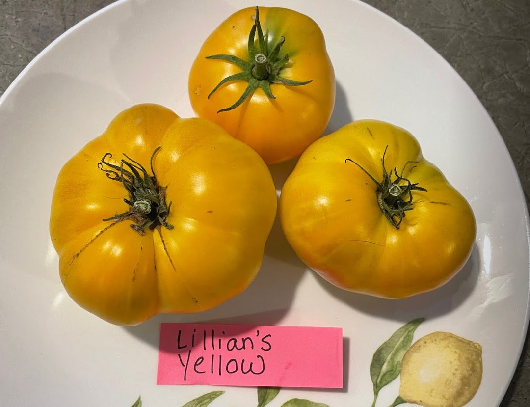 Lilian's Yellow Heirloom Tomato Seeds - Etsy