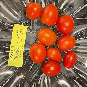 Val's Regular Leaf Cherry Tomato Seeds - Etsy