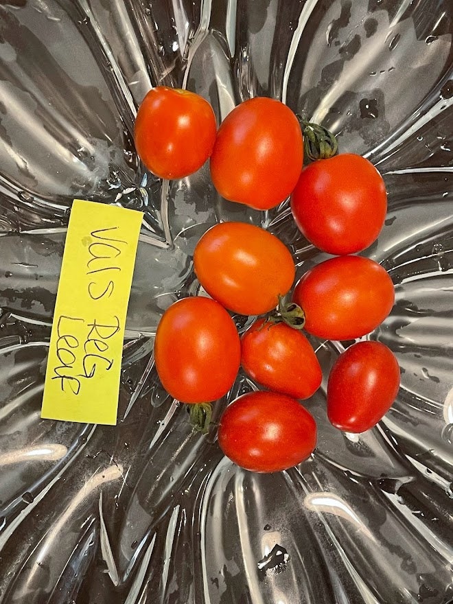 Val's Regular Leaf Cherry Tomato Seeds - Etsy