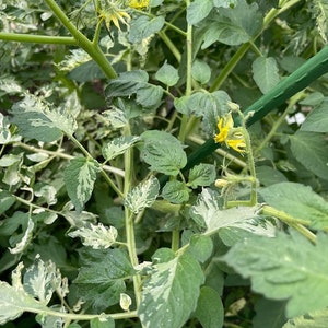 Shimofuri VARIEGATED Tomato Seeds - Etsy