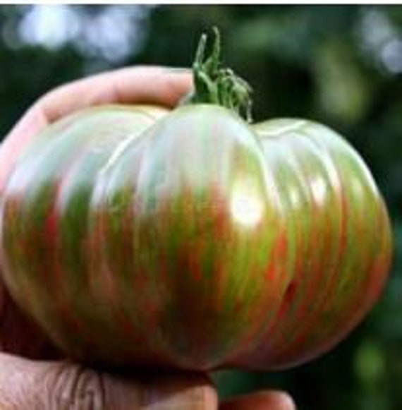 Harvard Square Tomato Seeds - Etsy