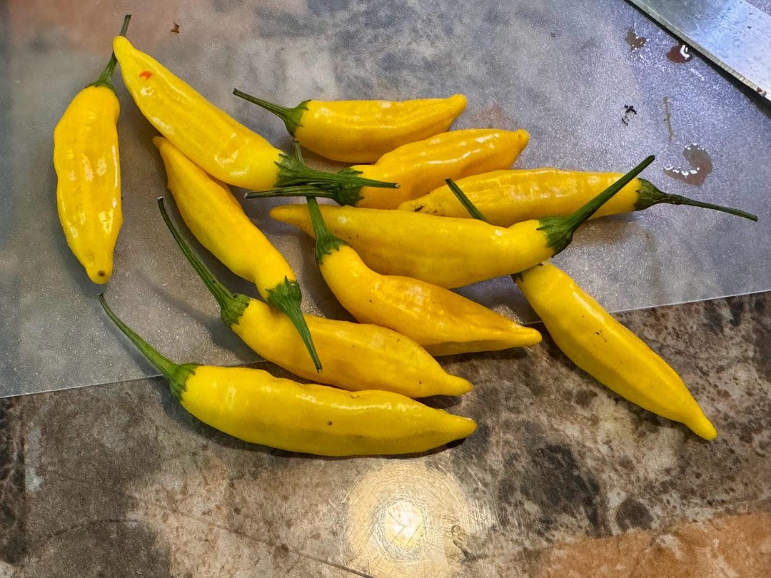 Aji Lemon Drop Pepper Seeds - Etsy