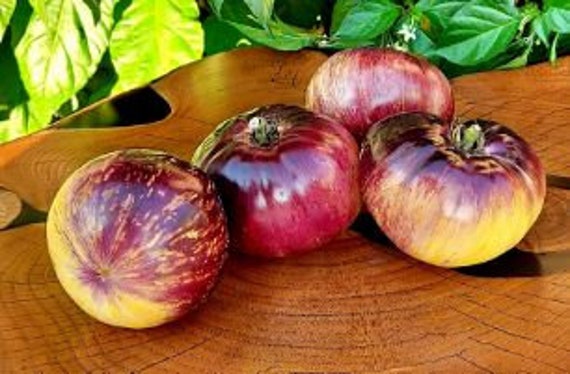 Solar Eclipse Tomato Seeds RARE Russian - Etsy