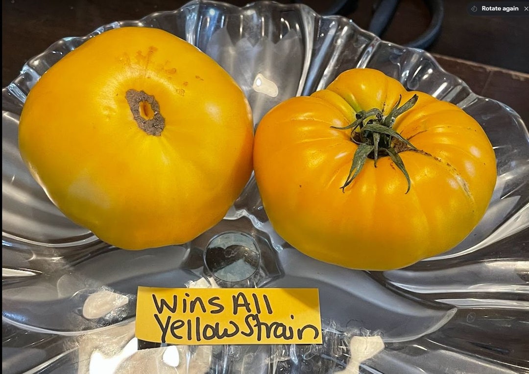 Winsall Yellow Strain Tomato Seeds - Etsy