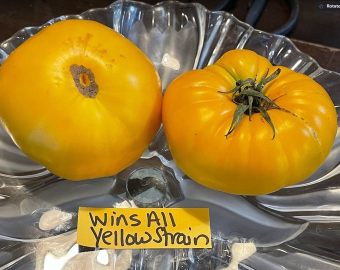 Winsall Yellow Strain Tomato Seeds - Etsy