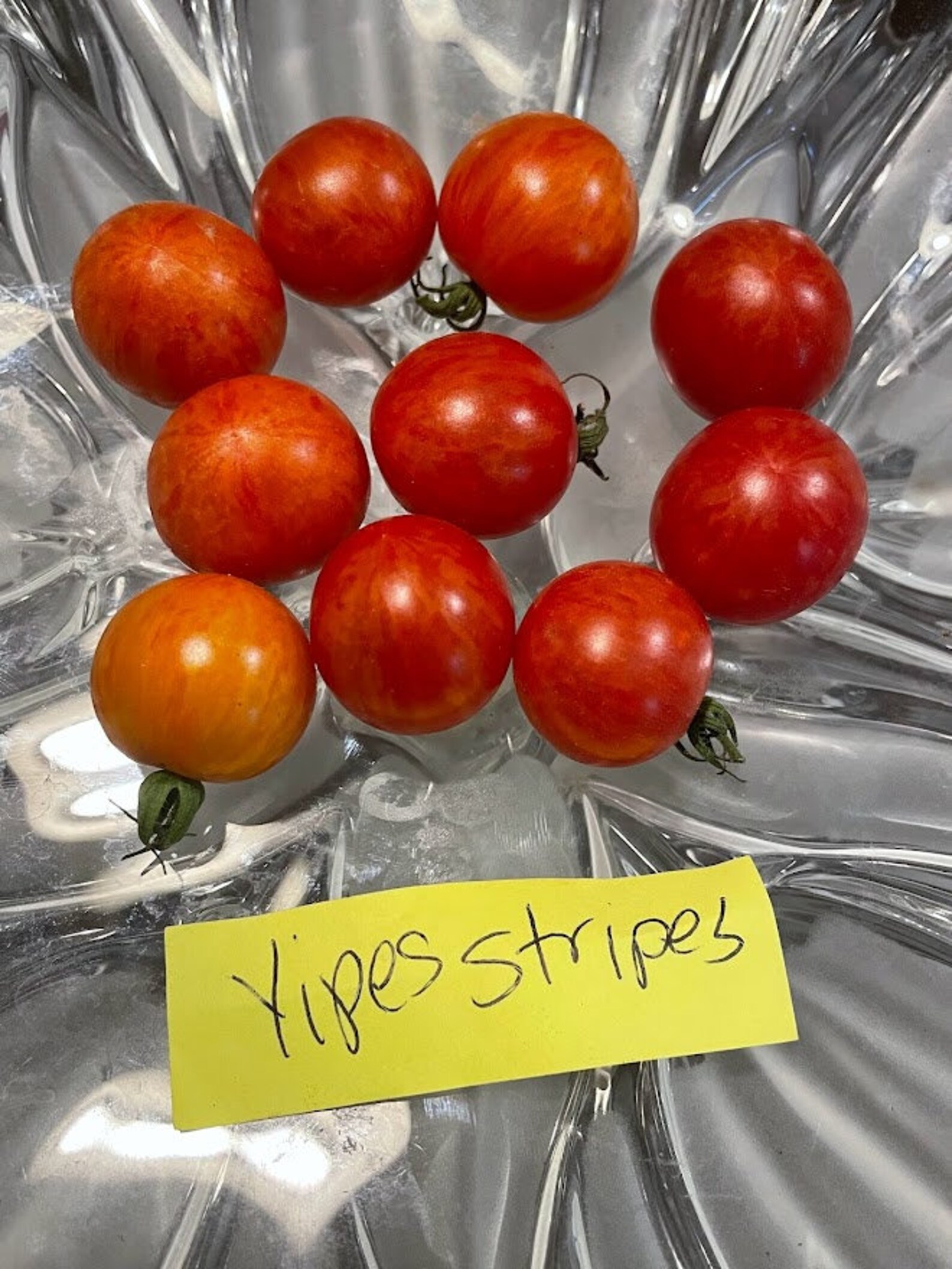 Yipes Stripes Cherry Tomato Seeds - Etsy