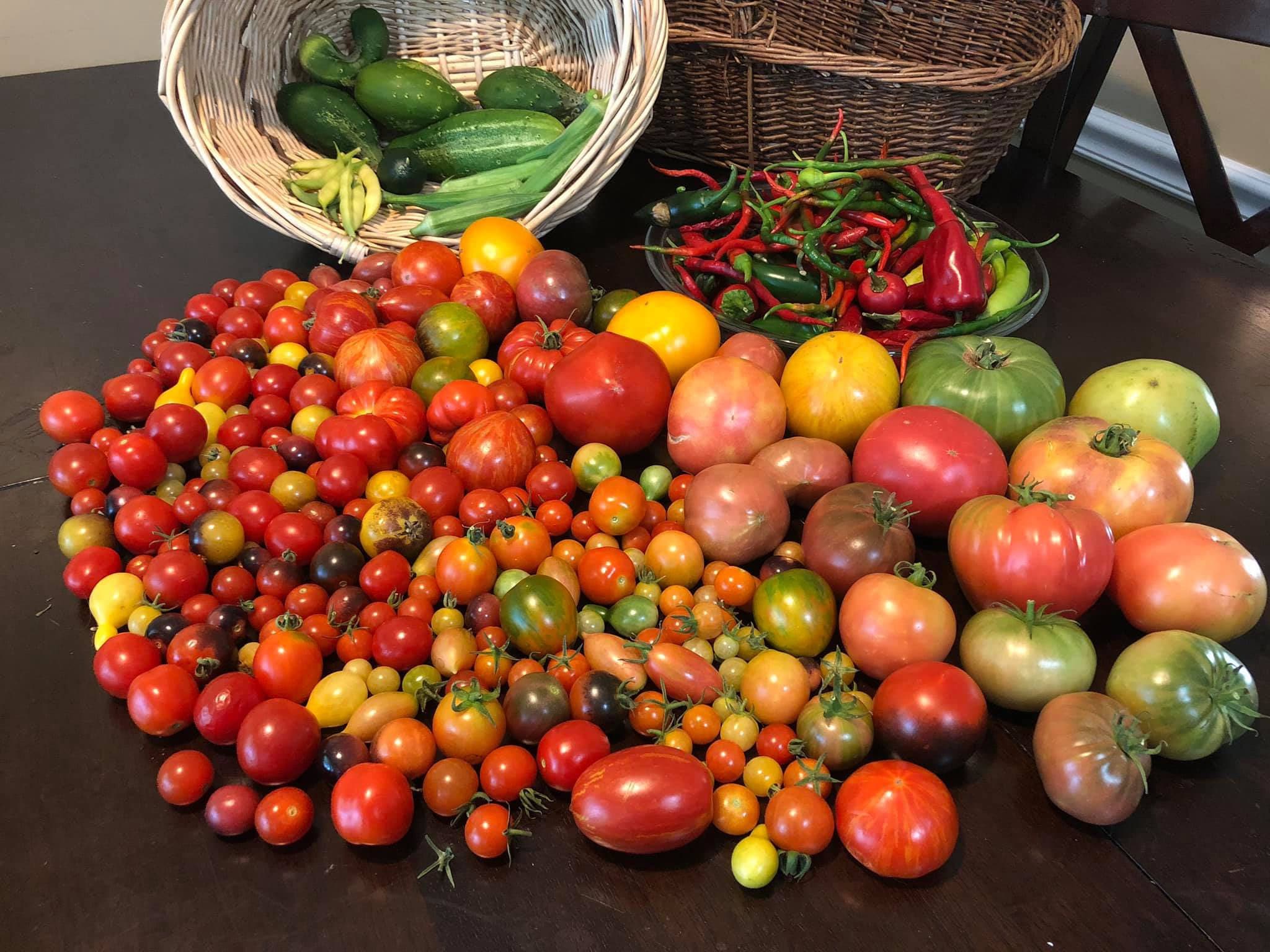 Coyote Cherry Heirloom Tomato Seeds | Etsy
