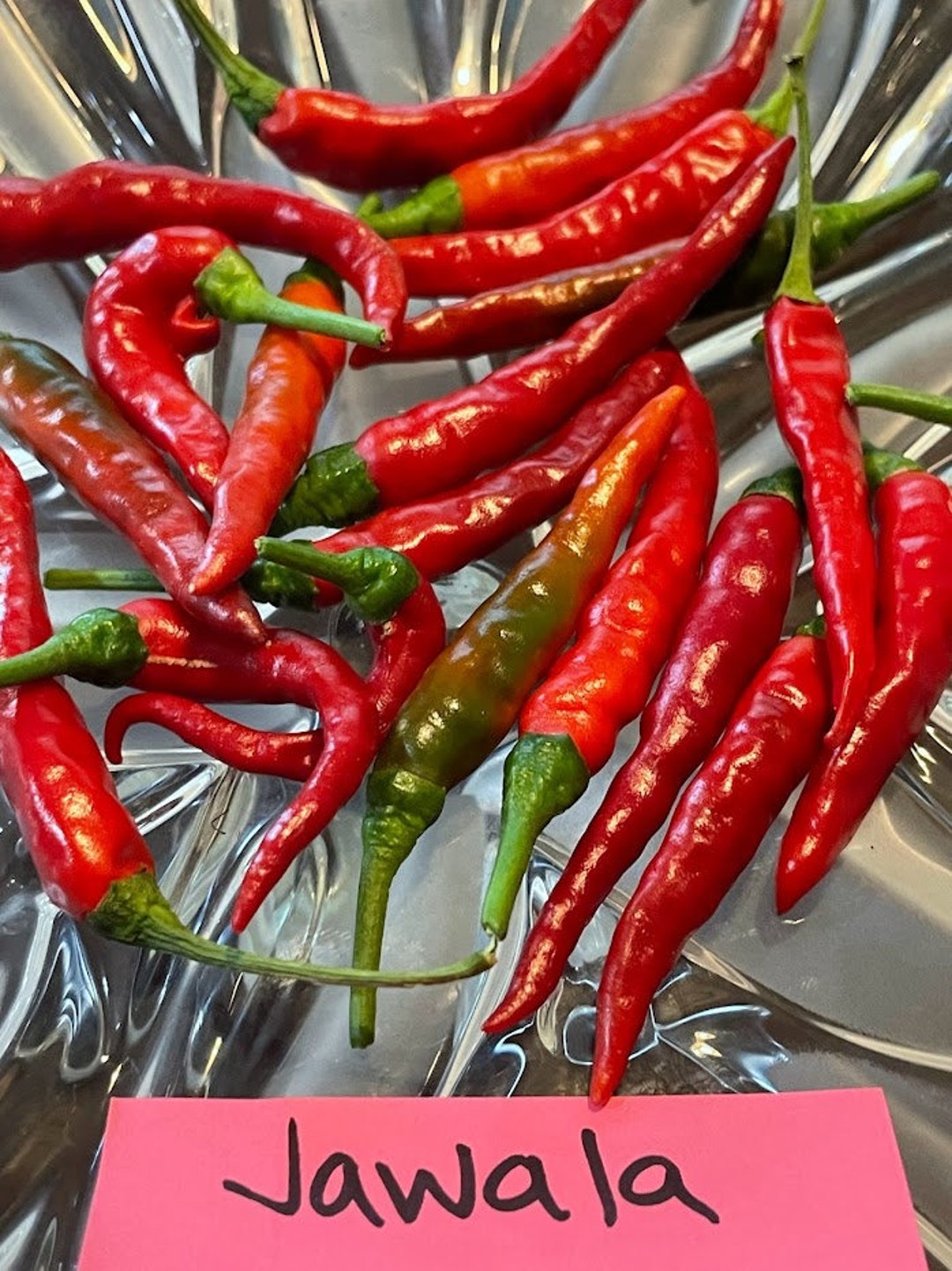 Jwala Finger Peppers - Etsy