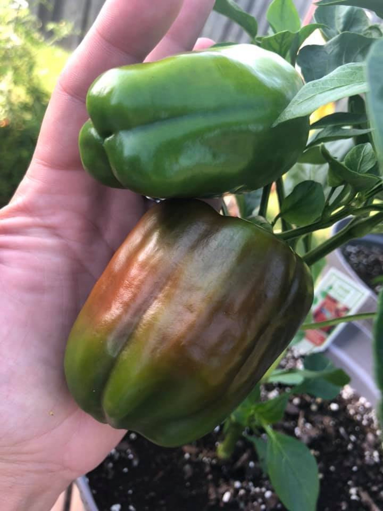 Large Sweet Red Bell Pepper Seeds - Etsy