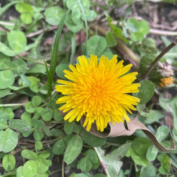 Italian Dandelion Seeds - Etsy